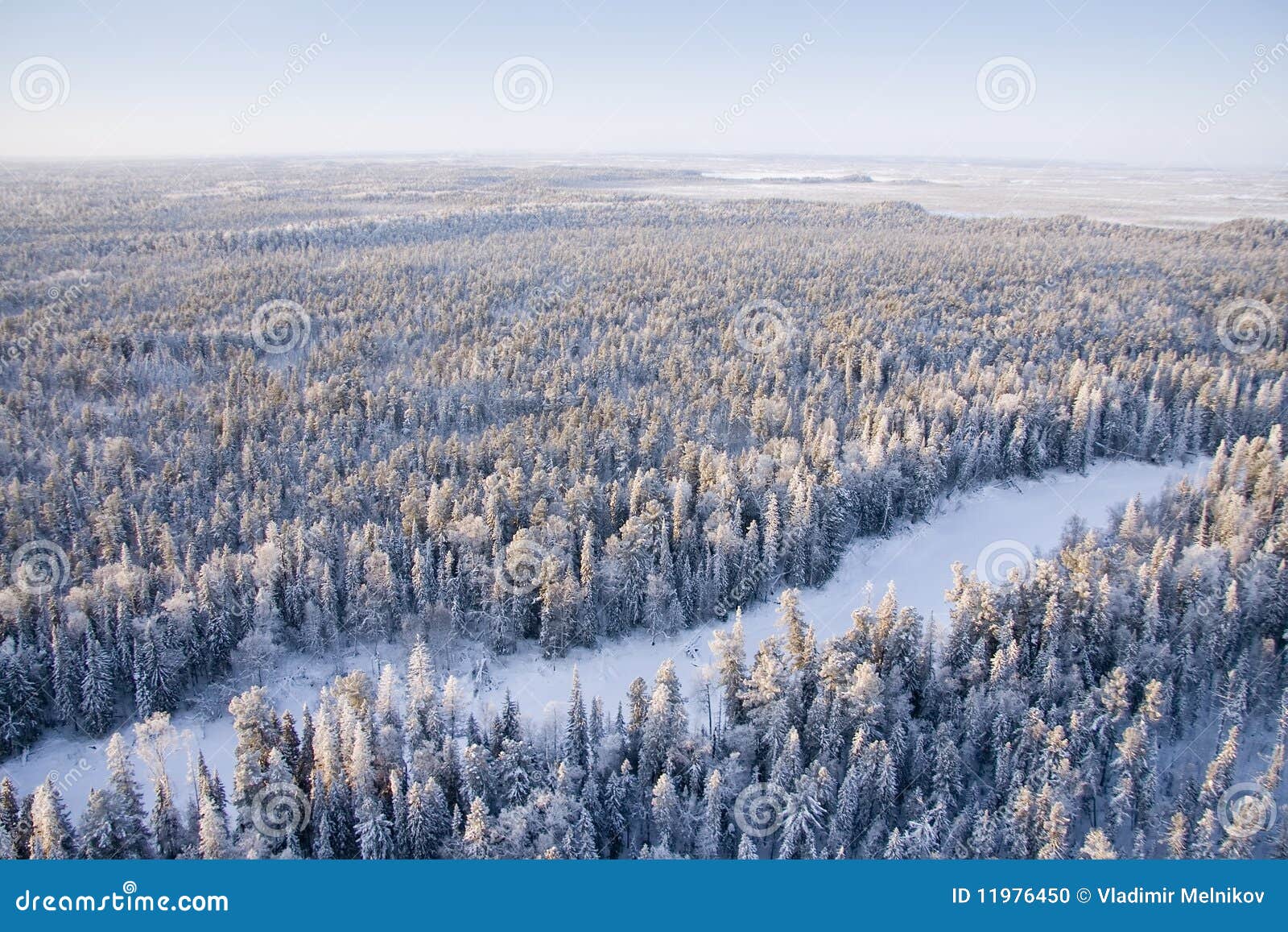 Freezing day in forest stock photo. Image of holiday - 11976450