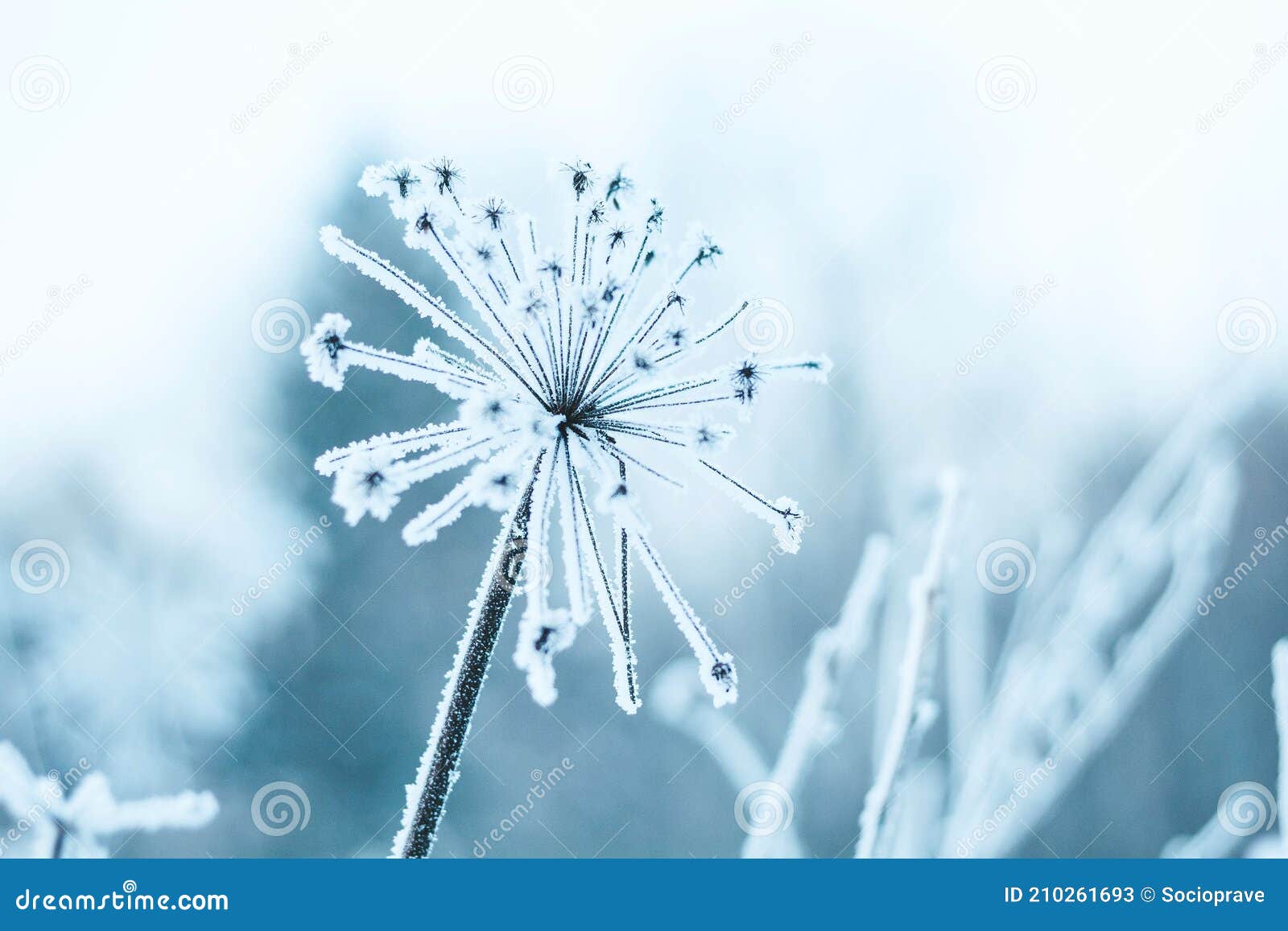 Freezing day stock image. Image of cold, flower, freezing - 210261693