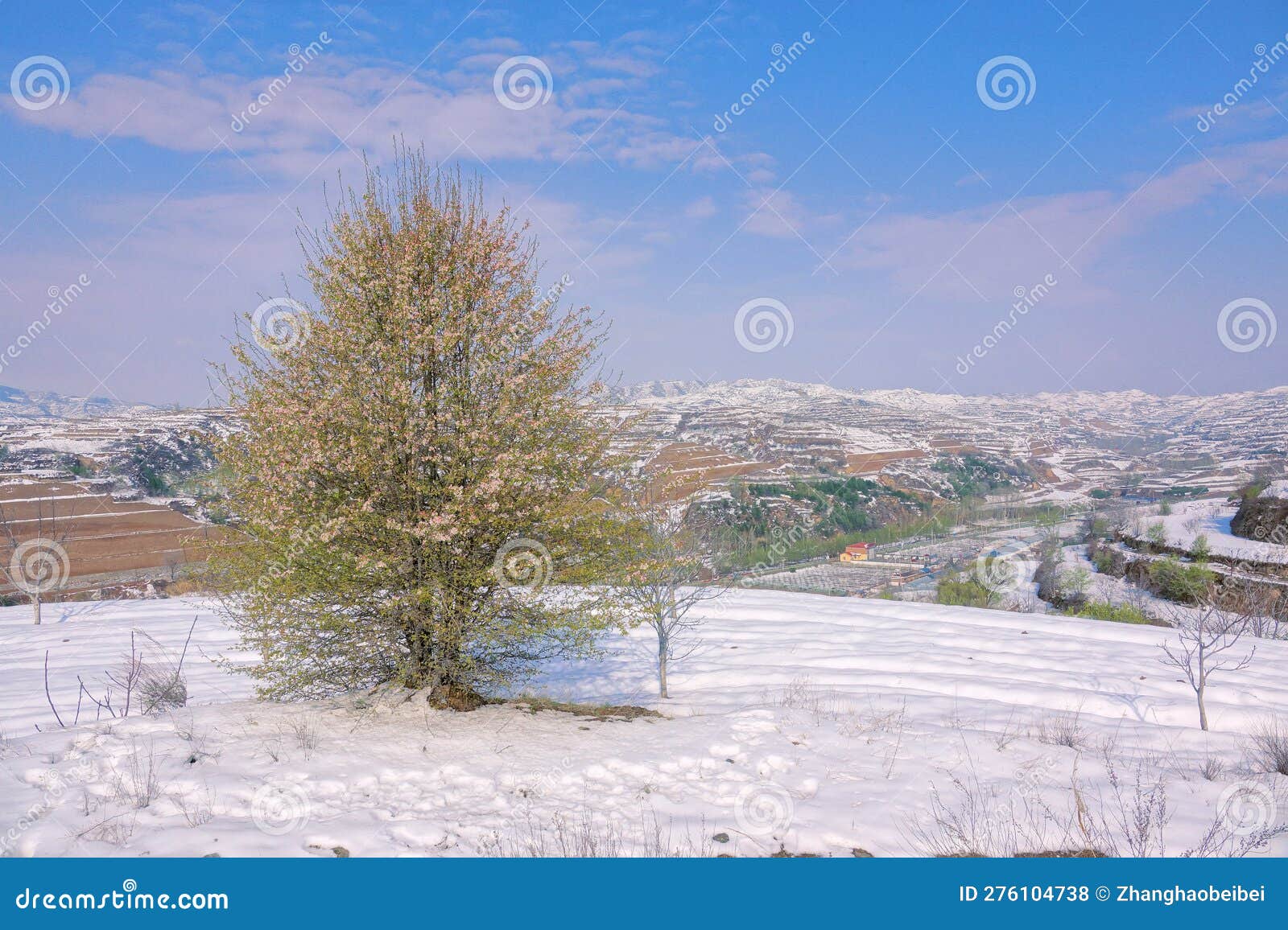 Freeze disaster stock photo. Image of snow, disaster - 276104738
