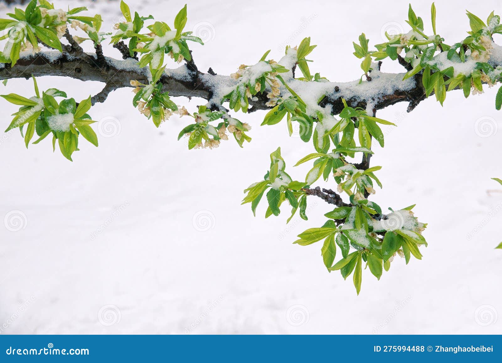 Freeze disaster stock photo. Image of leaves, calamity - 275994488
