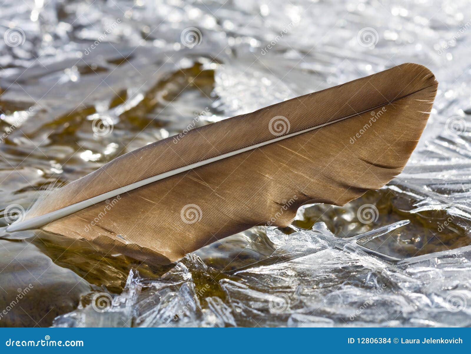 Freezing feather stock photo. Image of wildlife, birds - 12806384