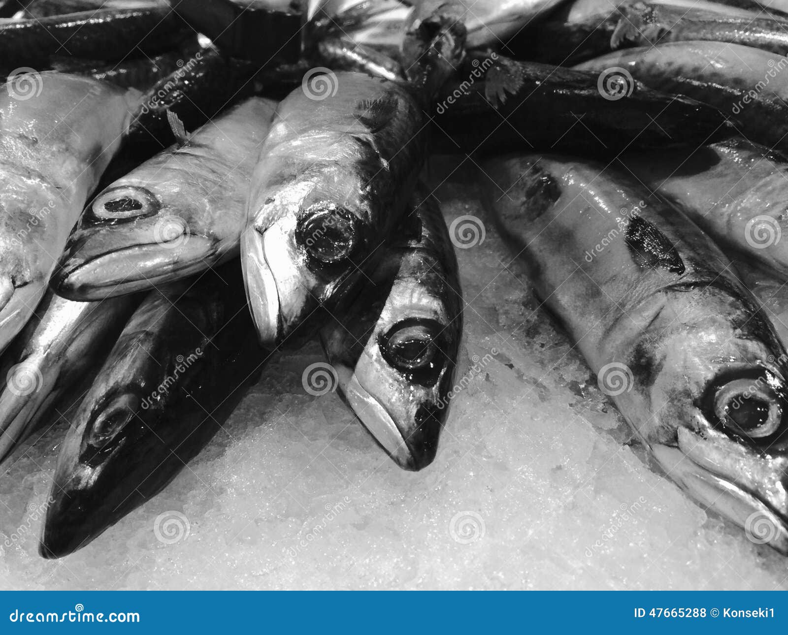 Freezing fish on ice stock photo. Image of cooking, cook - 47665288