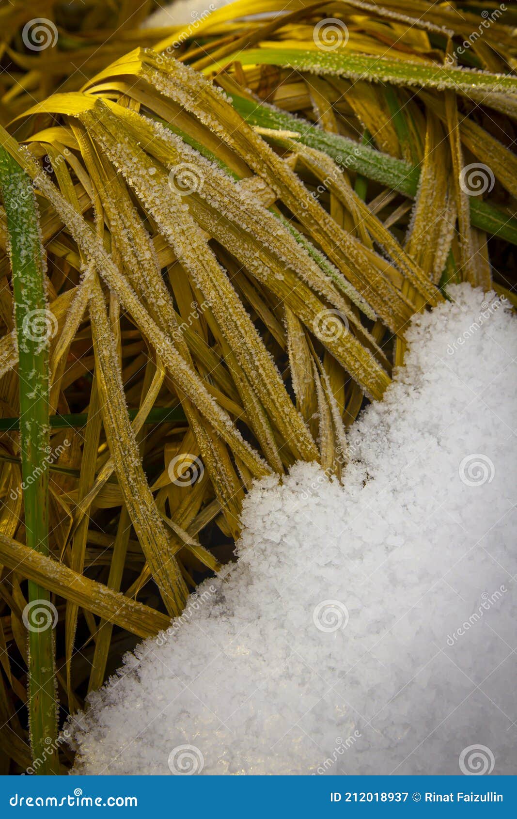 Freezing Grass In The Garden Royalty-Free Stock Photography ...