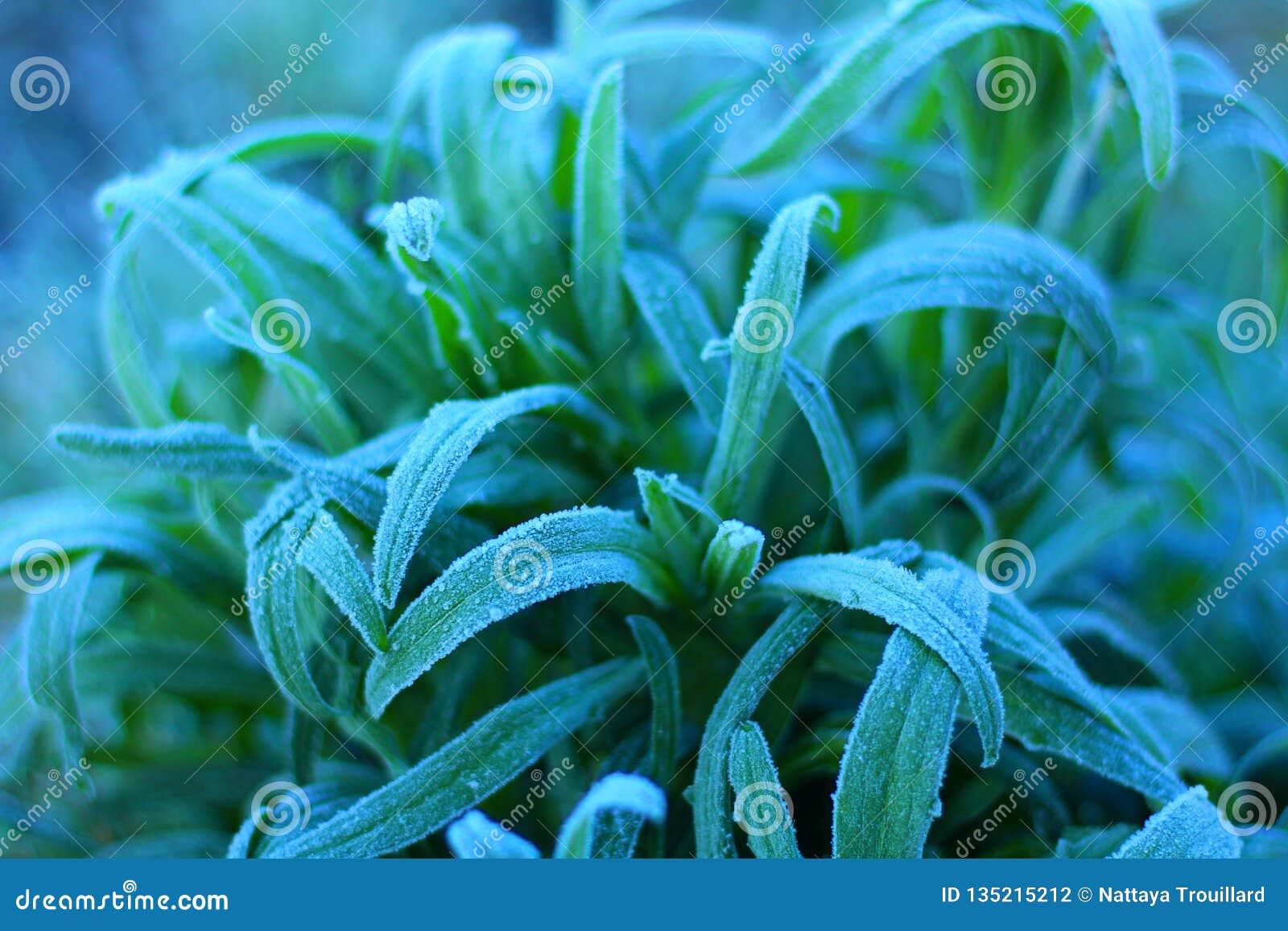 Freezing morning stock photo. Image of morning, freezing - 135215212
