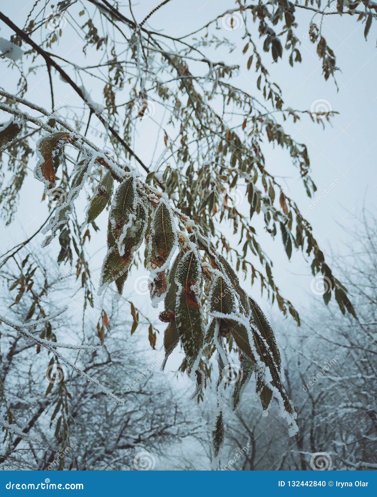 Freezing mornings stock photo. Image of green, white - 132442840