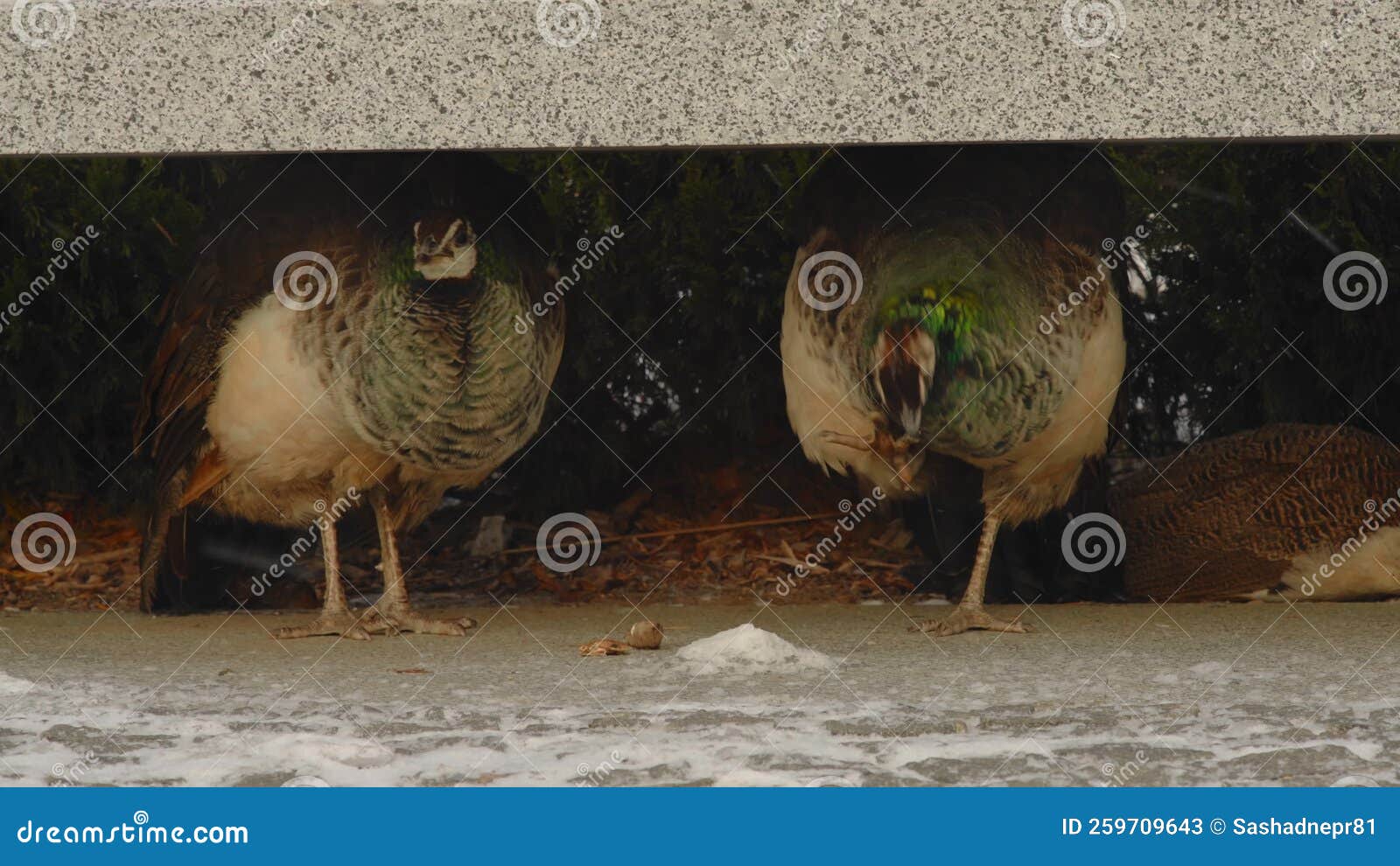 Freezing Peacocks Hide from Falling Snow Under a Canopy of Granite Slab ...