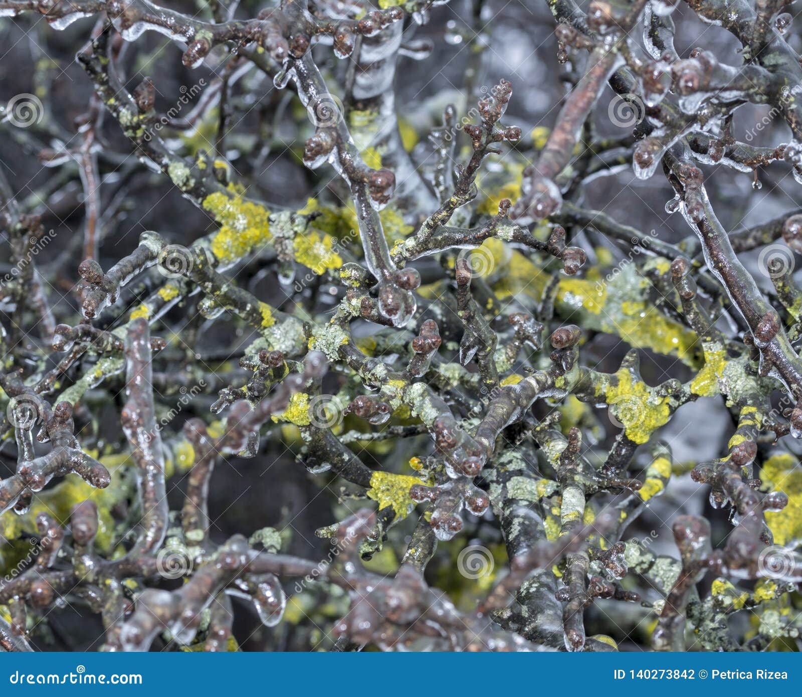 Freezing Rain, Branch Coveren with Ice, Background Use. Stock Photo ...