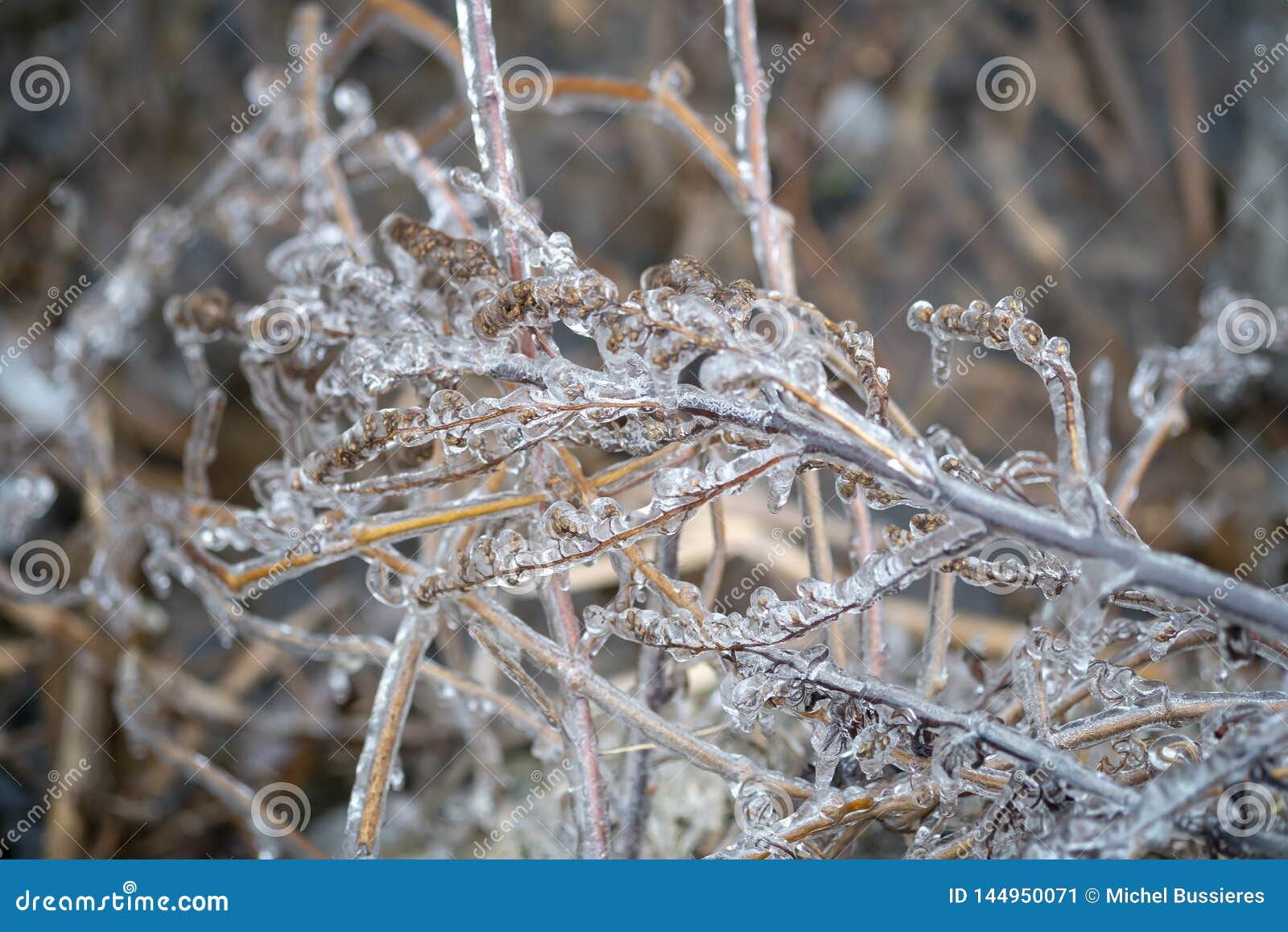 Freezing Rain on a branch stock image. Image of structure - 144950071