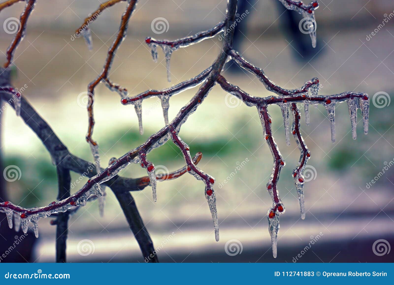 Freezing Rain on the Branches Stock Image - Image of cold, snow: 112741883
