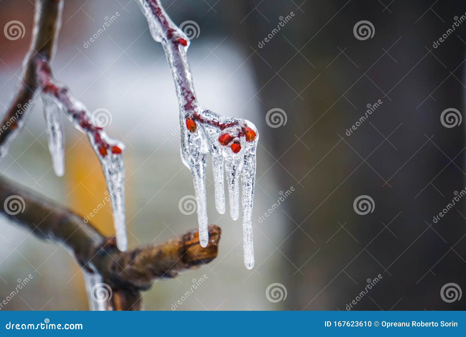Freezing Rain on the Branches with Red Buds Stock Photo - Image of ...