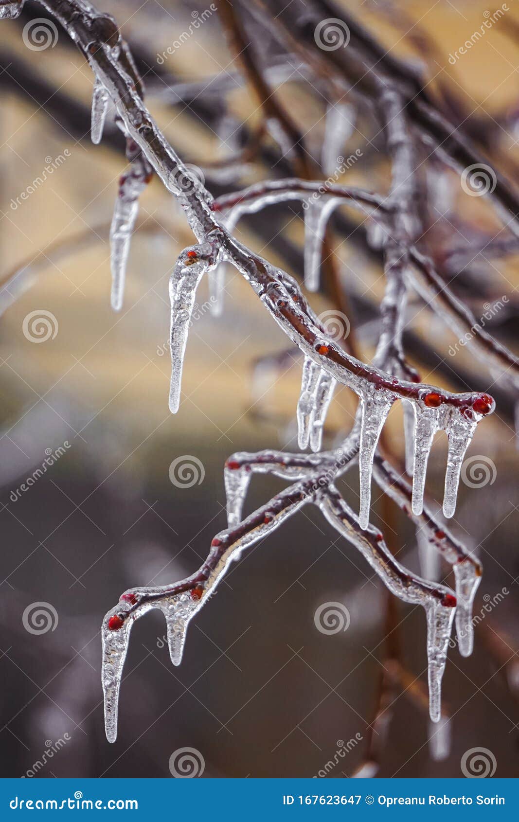 Freezing Rain on the Branches with Red Buds Stock Image - Image of ...