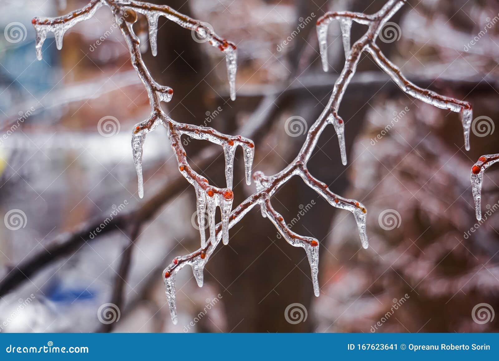 Freezing Rain on the Branches with Red Buds Stock Image - Image of ...