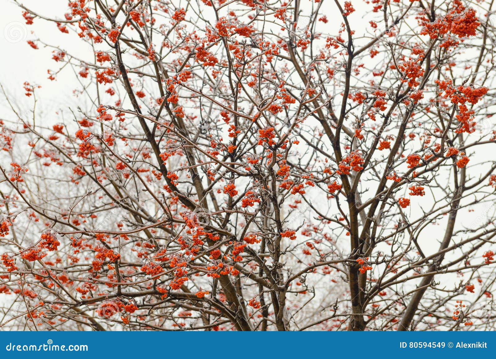 Freezing Rain on the Branches of Rowan Stock Image - Image of forest ...