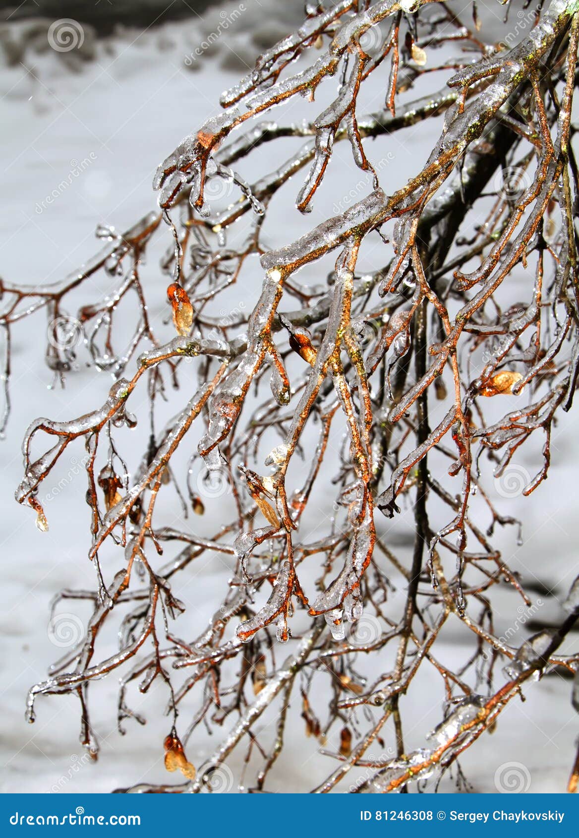 Freezing Rain on the Branches of Trees Stock Photo - Image of rain ...
