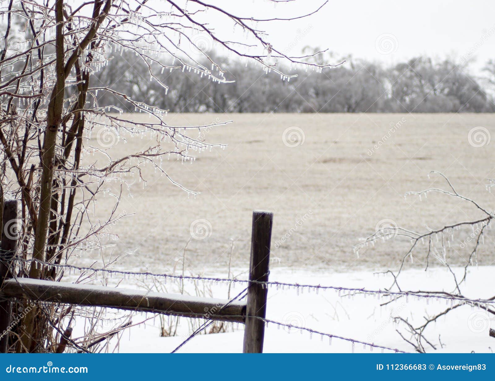 Freezing Rain Coats Branches in a Layer of Ice Stock Image - Image of ...