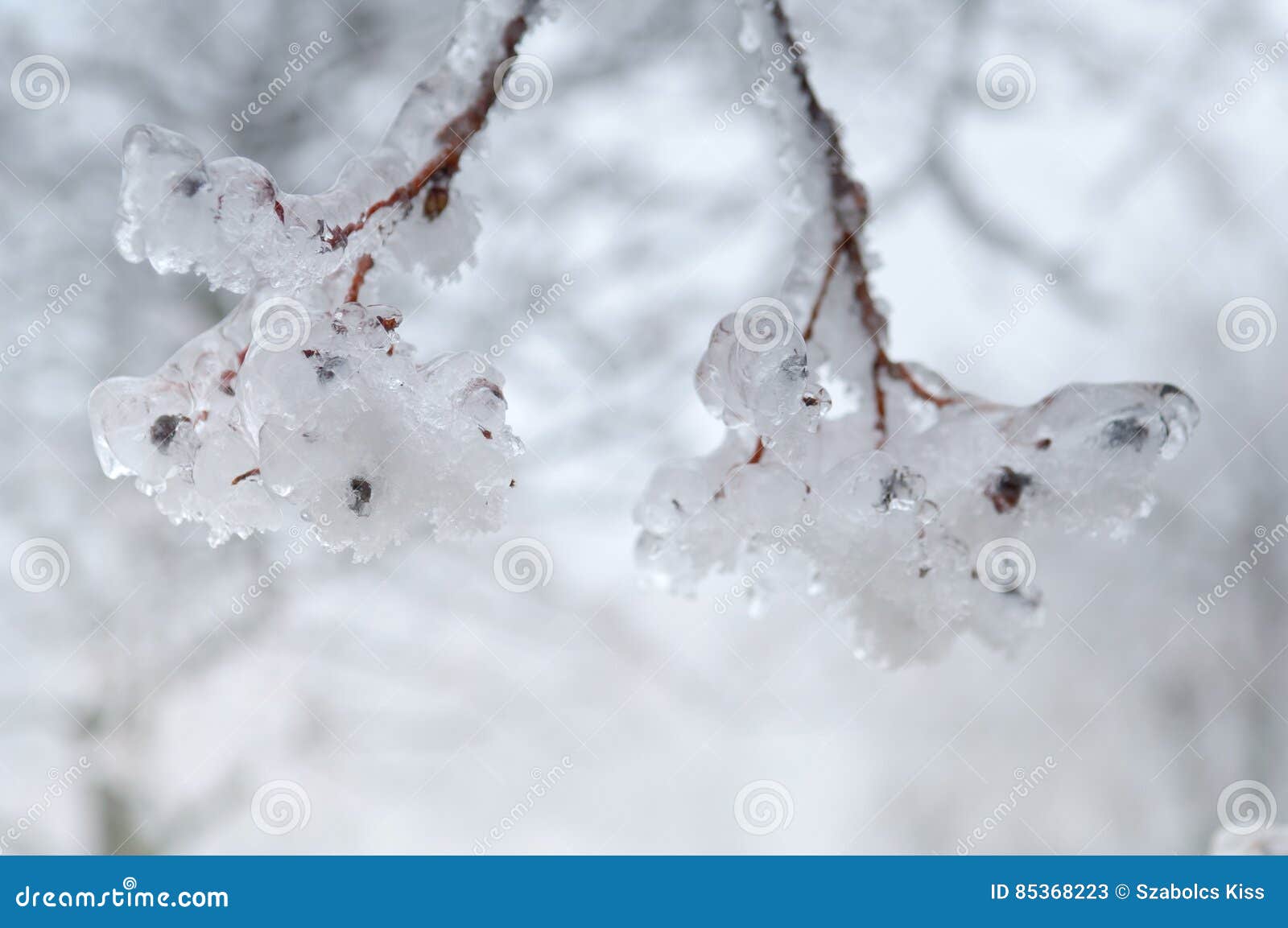 Freezing Rain Covered the Trees and Surface in a Park Forest Stock ...