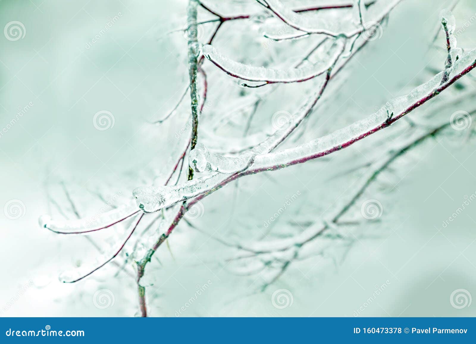 After freezing rain stock photo. Image of frost, cold - 160473378