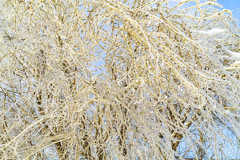 After freezing rain stock photo. Image of frost, cold - 160473562