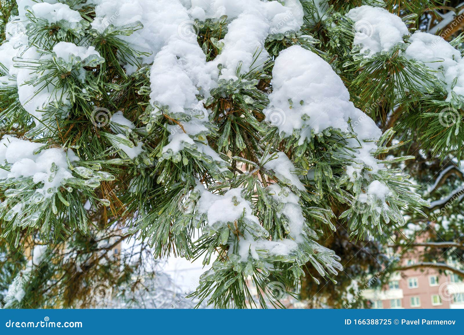 After freezing rain stock image. Image of needle, outdoors - 166388725