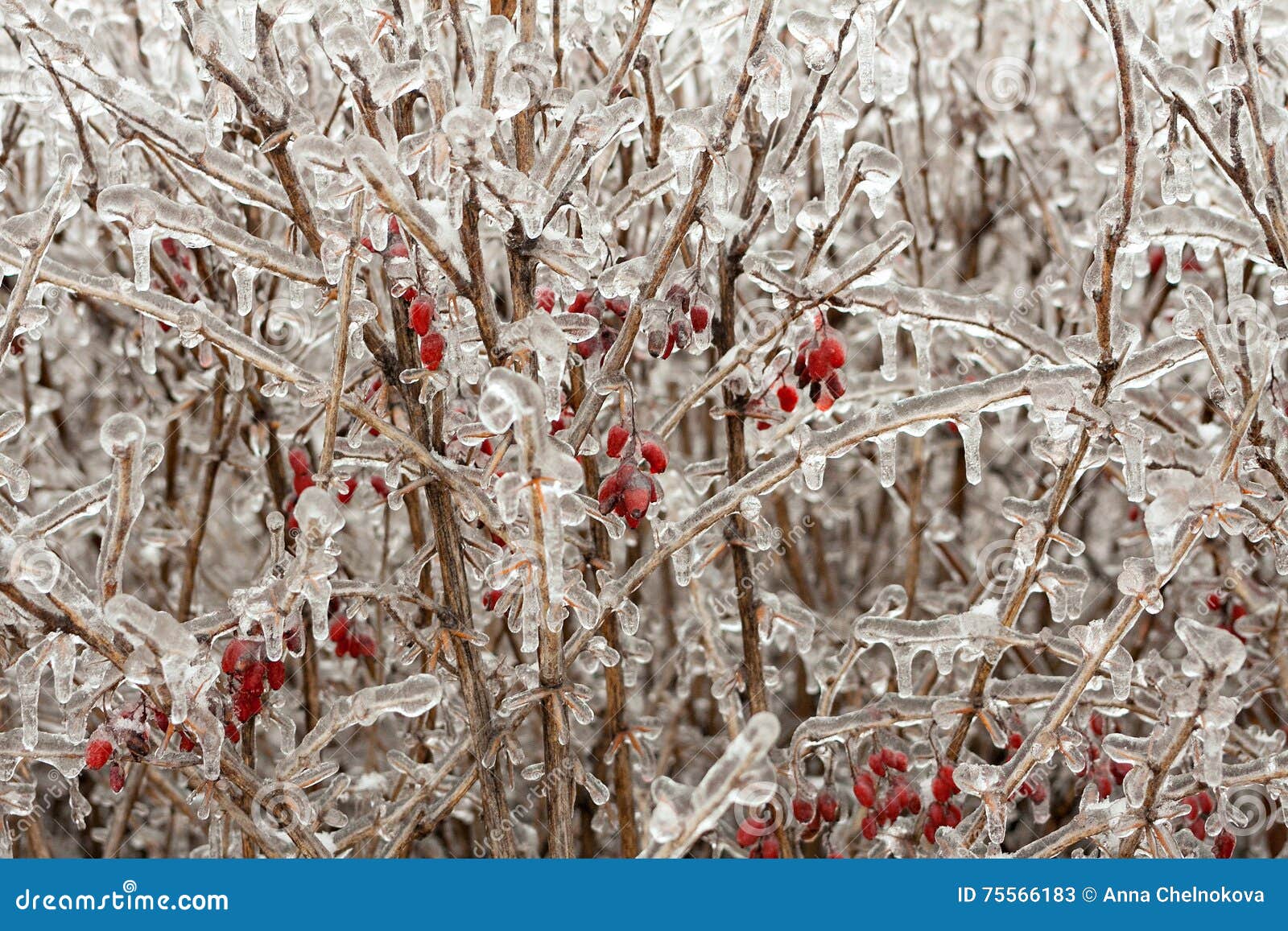 After freezing rain. stock image. Image of closeup, melt - 75566183