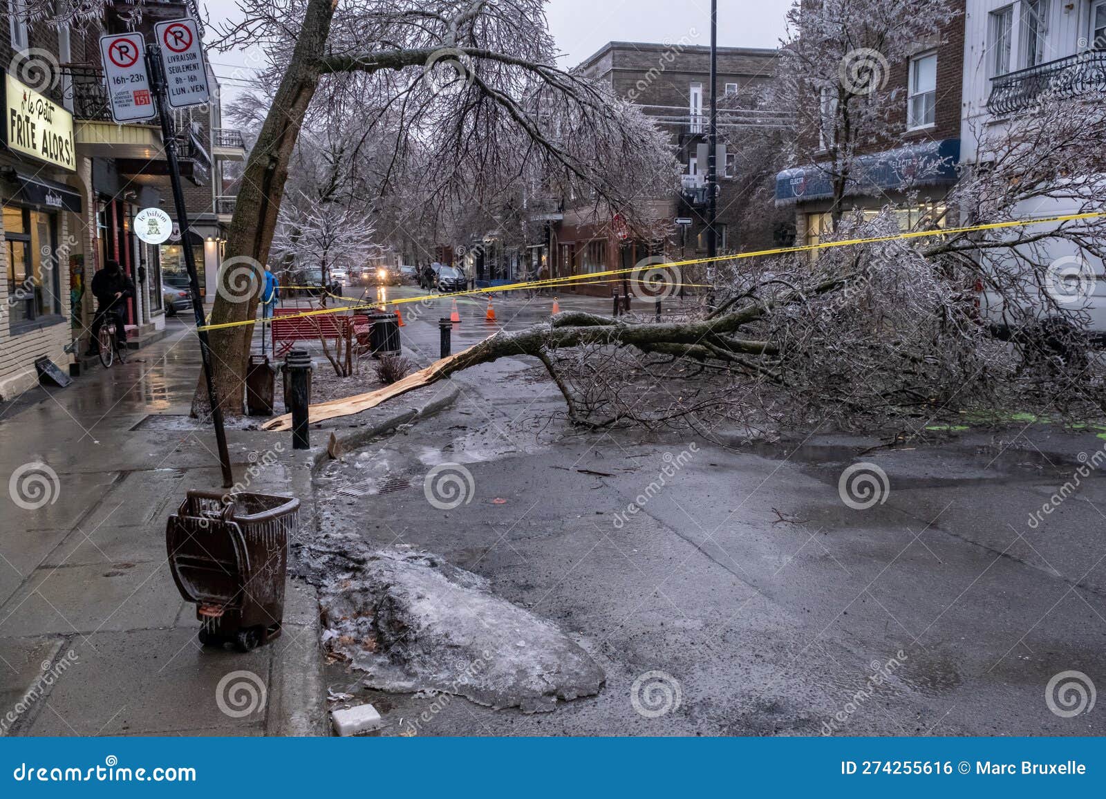 The Freezing Rain Storm Has Damaged a Tree in Montreal Editorial Photo ...