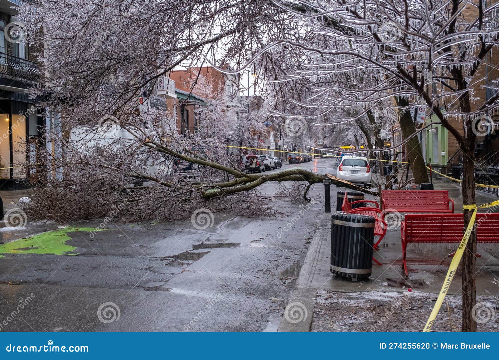 The Freezing Rain Storm Has Damaged a Tree in Montreal Editorial Image ...