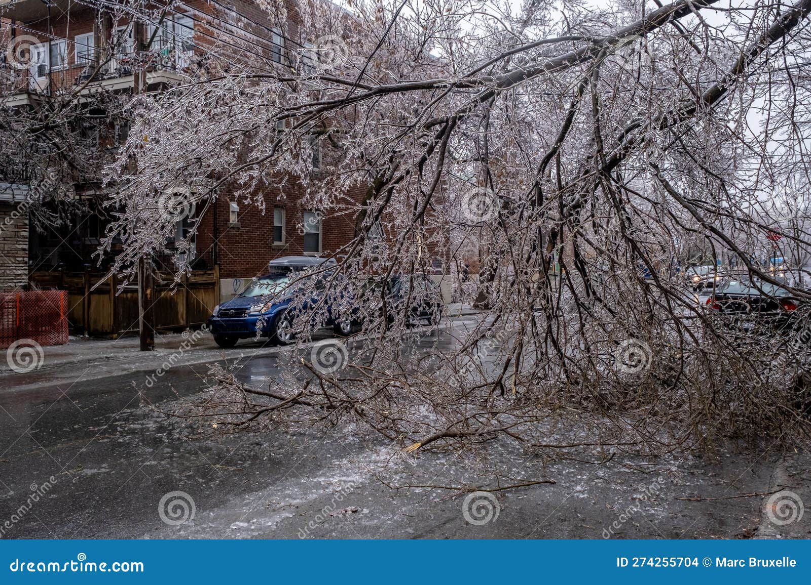 The Freezing Rain Storm Has Damaged a Tree in Montreal Editorial Stock ...