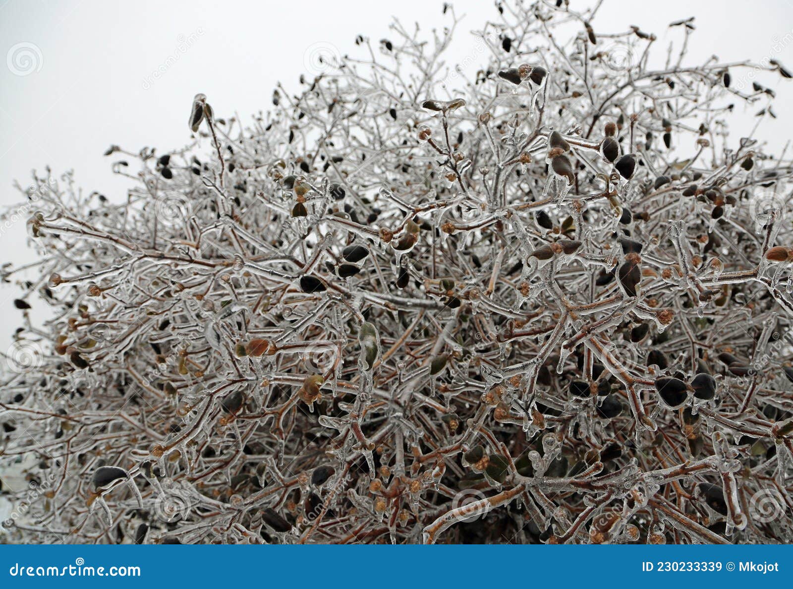 Frozen bush stock image. Image of beauty, scenery, park - 230233339