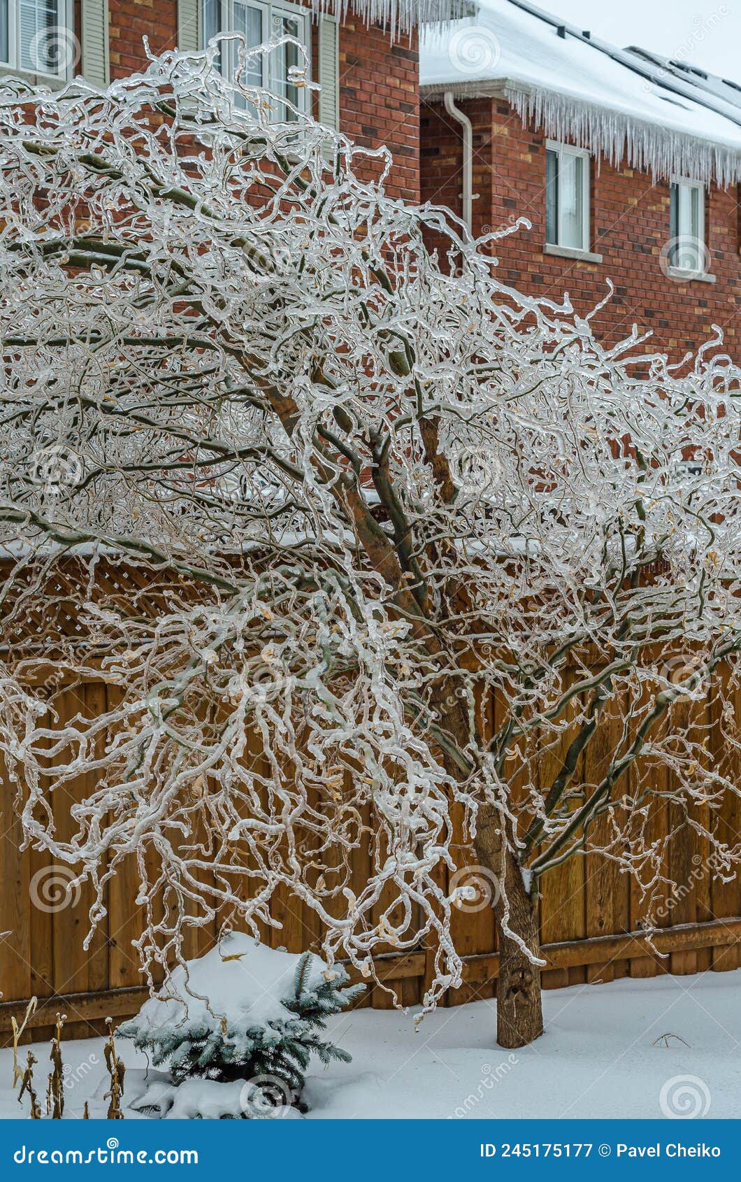 Freezing rain stock image. Image of frosty, needles - 245175177