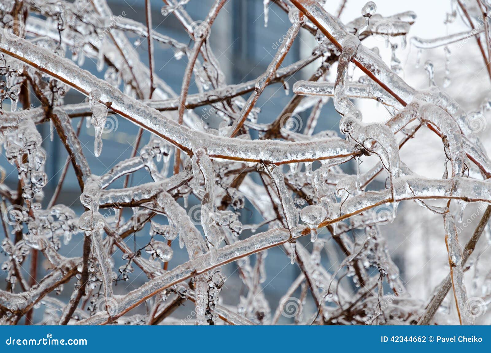 Freezing rain stock photo. Image of bright, season, branch - 42344662