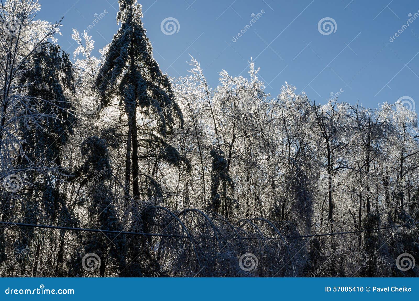 Freezing rain stock photo. Image of tree, crystal, chill - 57005410