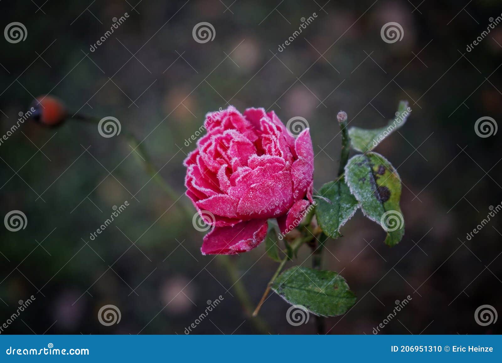 Freezing Rose in Winter stock photo. Image of plant - 206951310