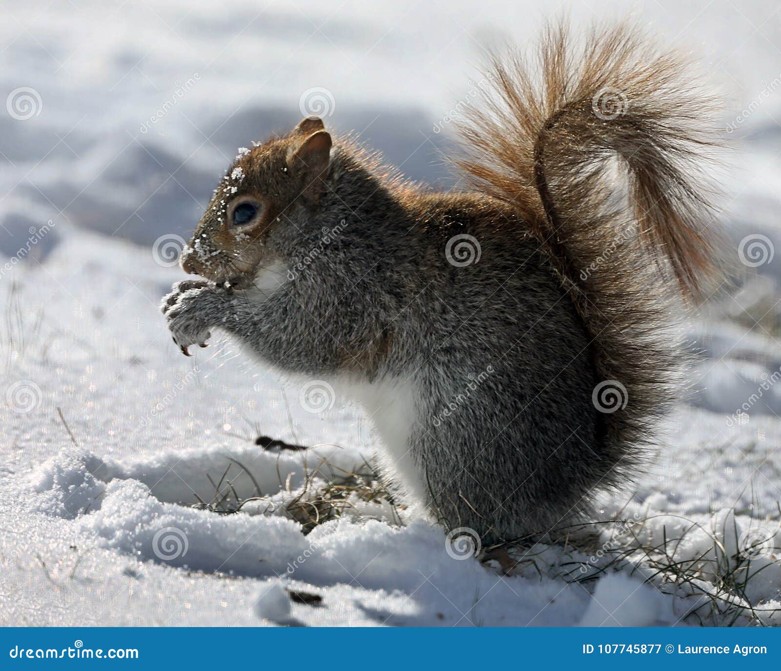 Freezing Squirrel Snacks on a Cold Winter Day Stock Image - Image of ...