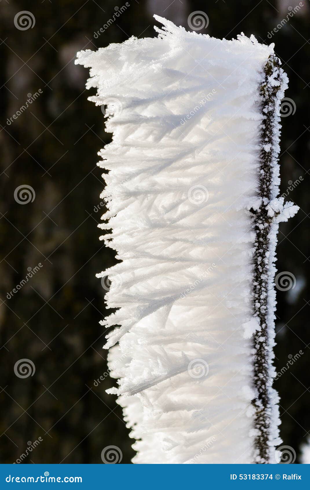 Freezing wind stock photo. Image of snow, nature, closeup - 53183374