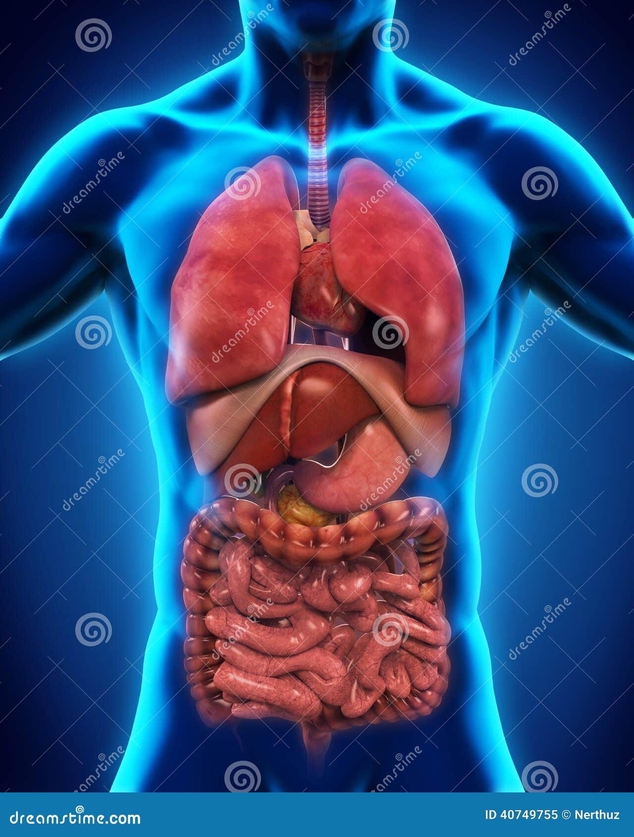 Föregående Sikt Av Människokroppen Stock Illustrationer - Bild: 40749755