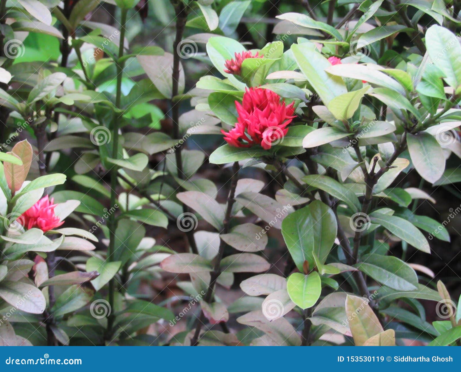 Freh Natural Red Flower at Small Plant Stock Image - Image of natural ...