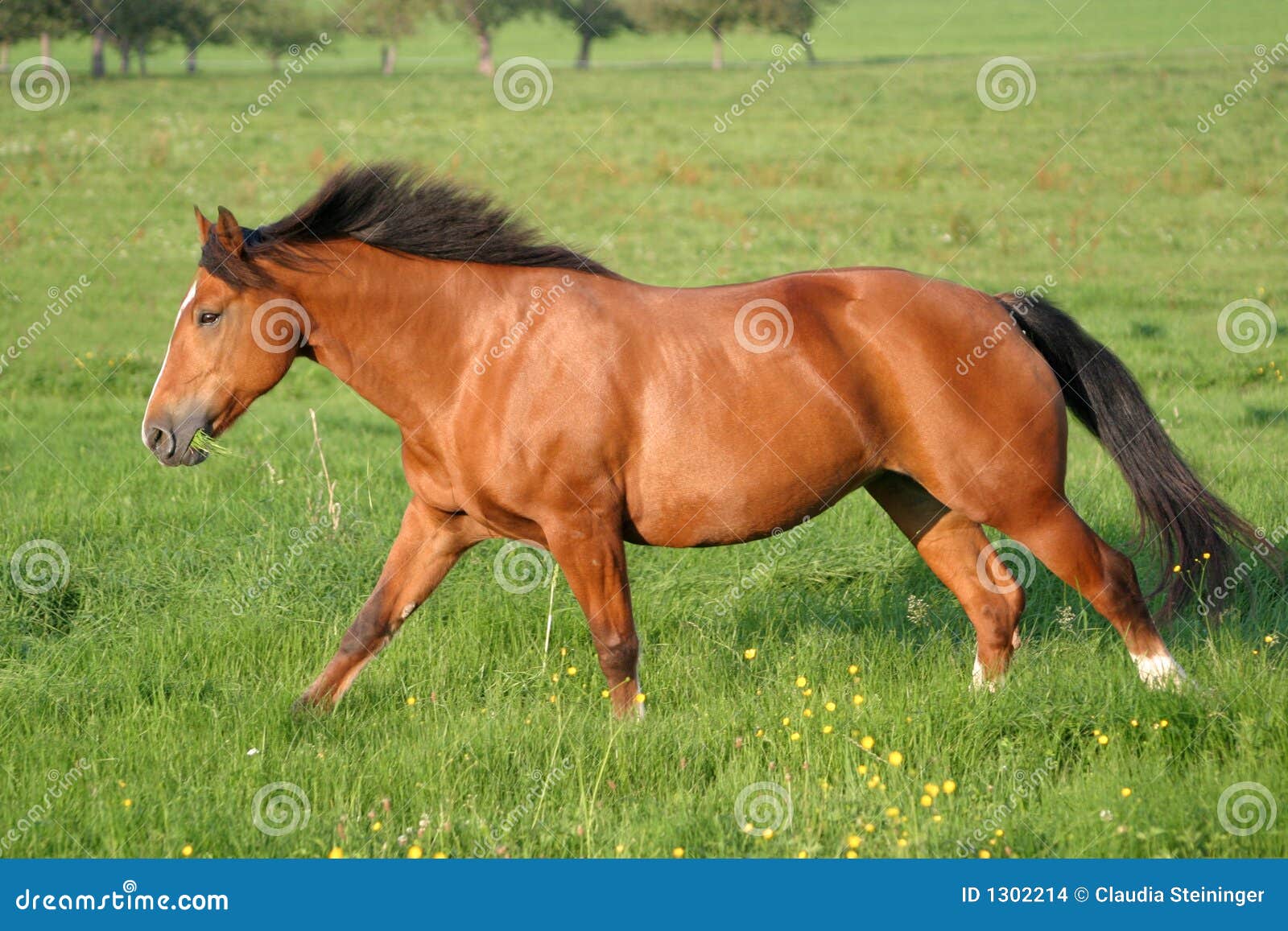 Freiberger horse stock photo. Image of paddock, beautiful - 1302214