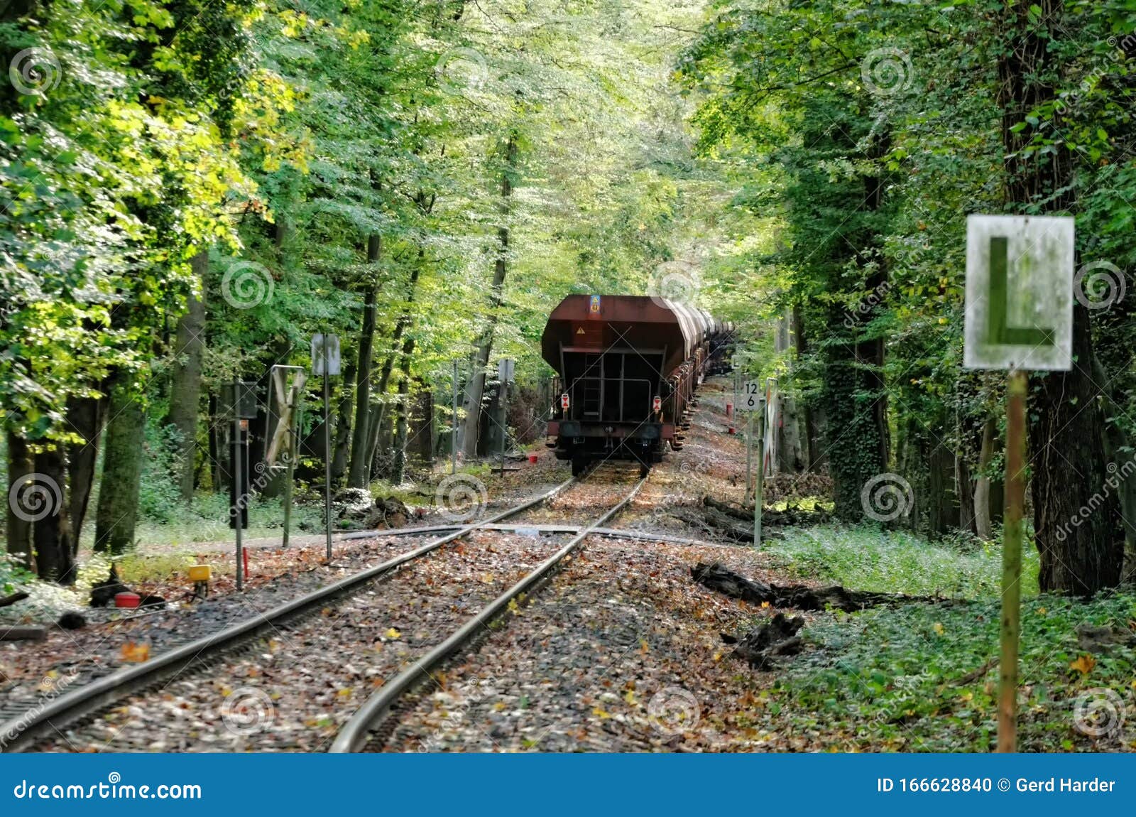 Freight Train Travels through a Dense Forest Stock Photo - Image of ...