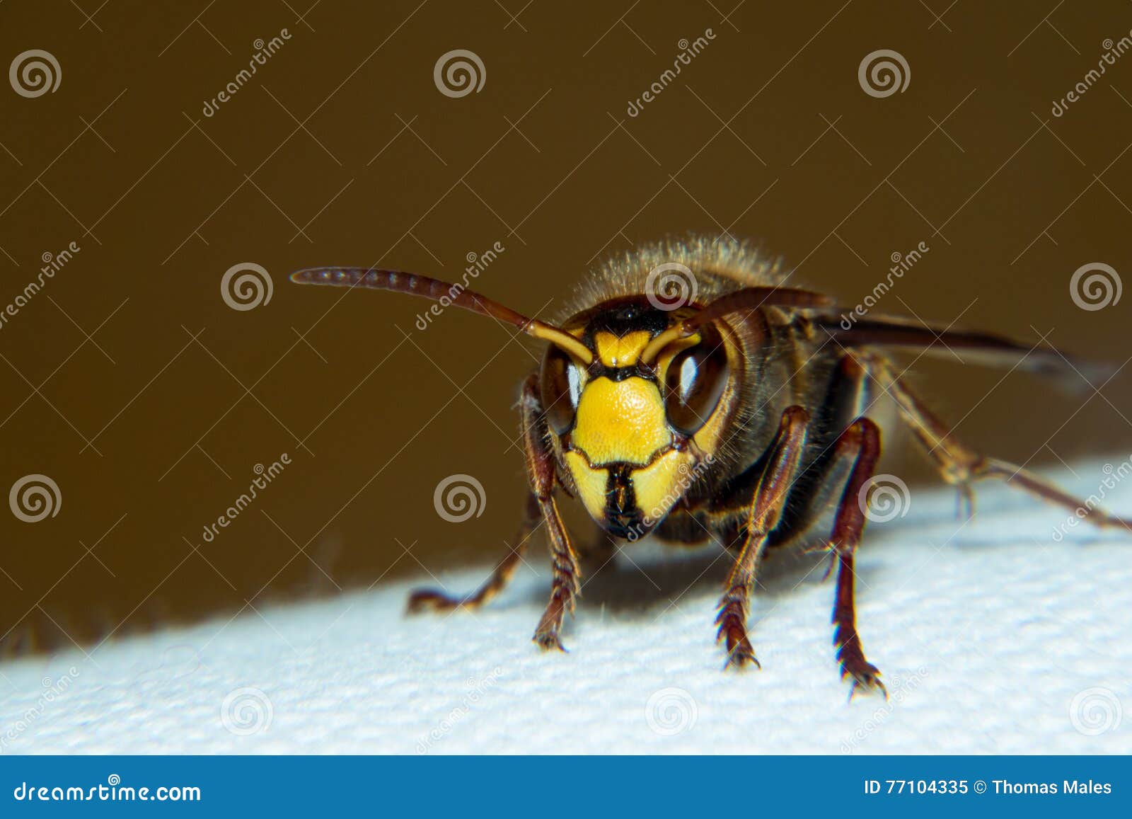 Frelon #01 image stock. Image du coloration, craint, européen - 77104335