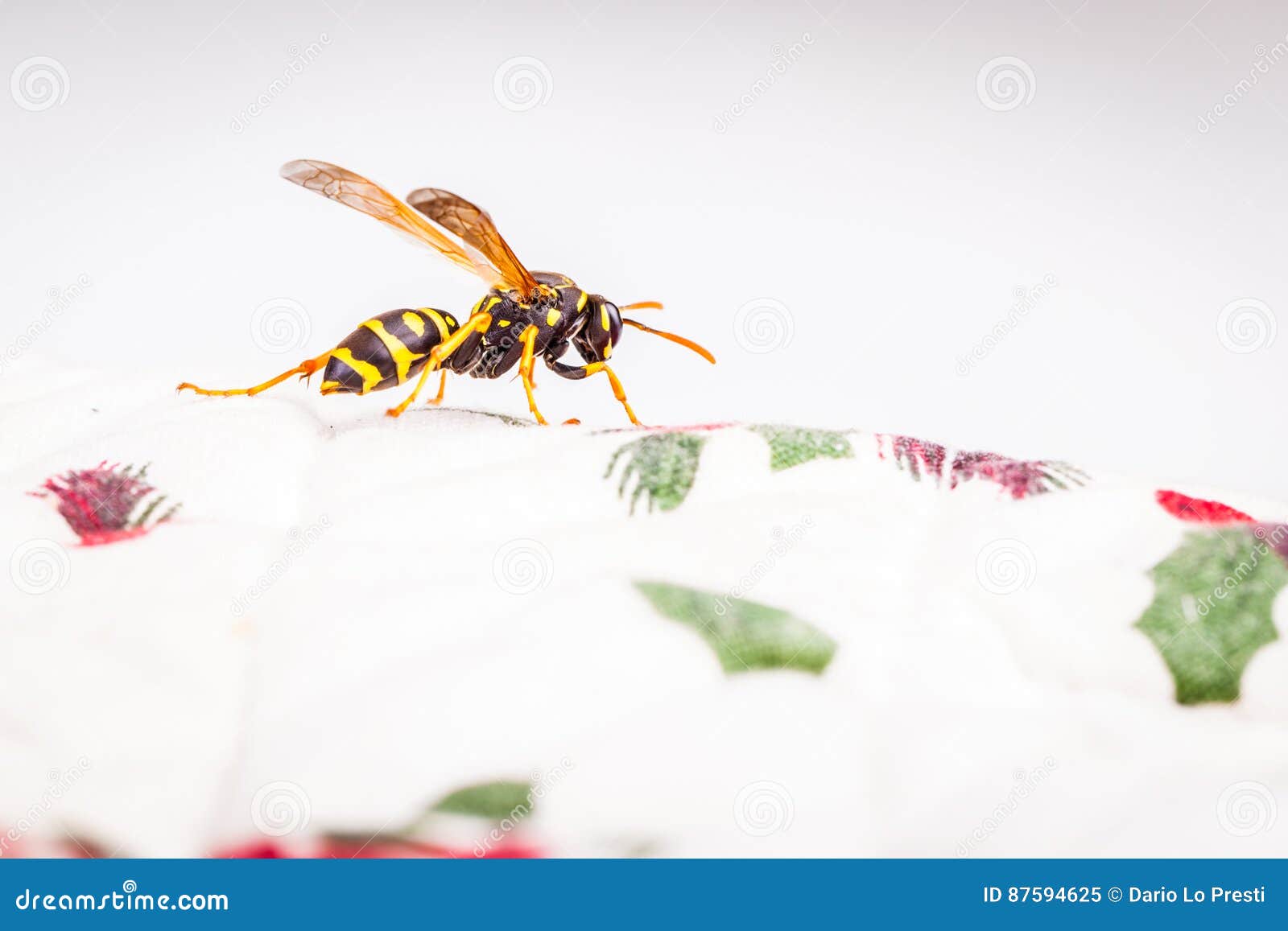 Frelon Sur Une Nappe Blanche Image stock - Image du rayé, pointu: 87594625