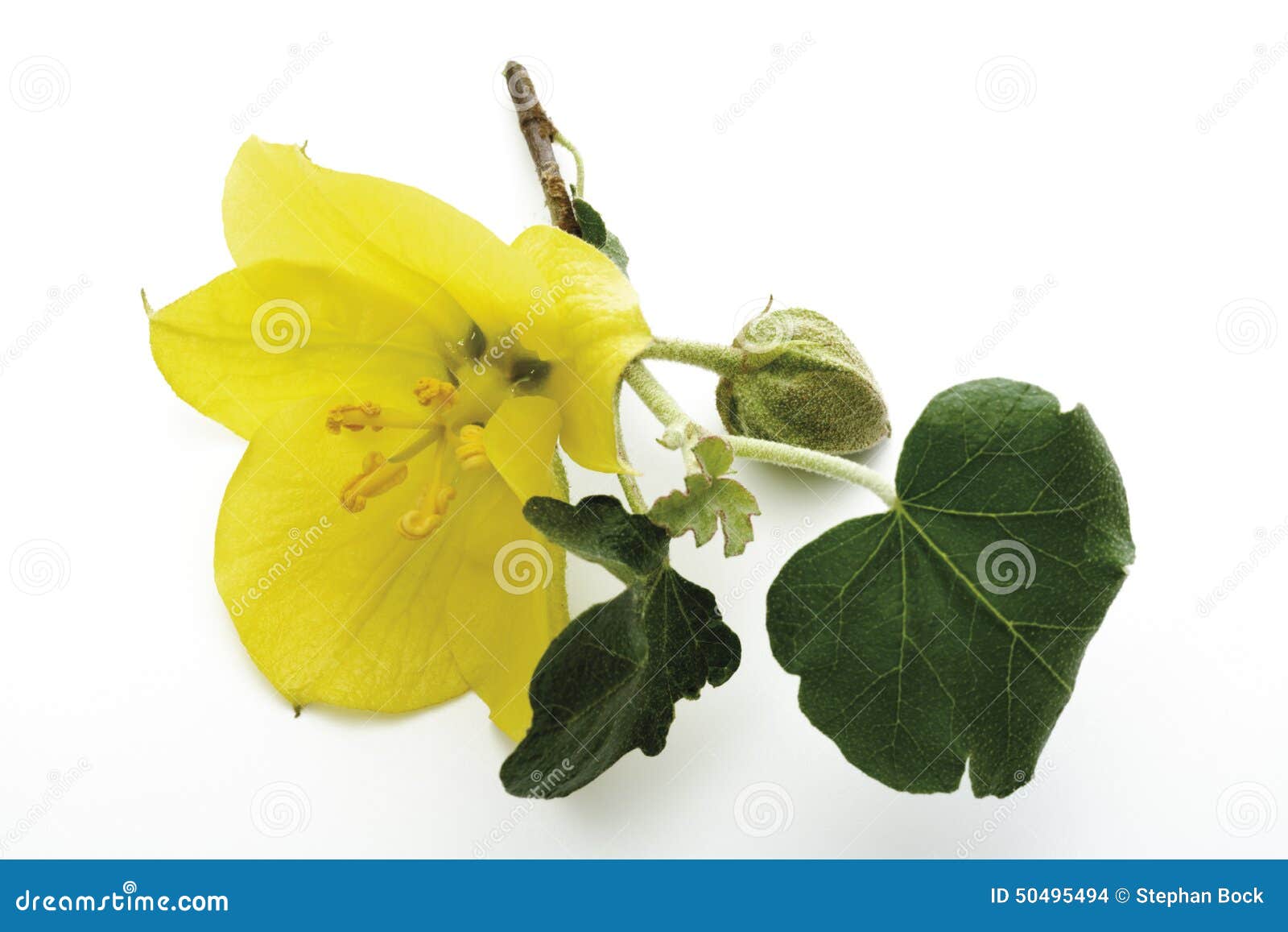 Fremontodendron Californicum Stock Photo - Image of leaves, flannelbush ...