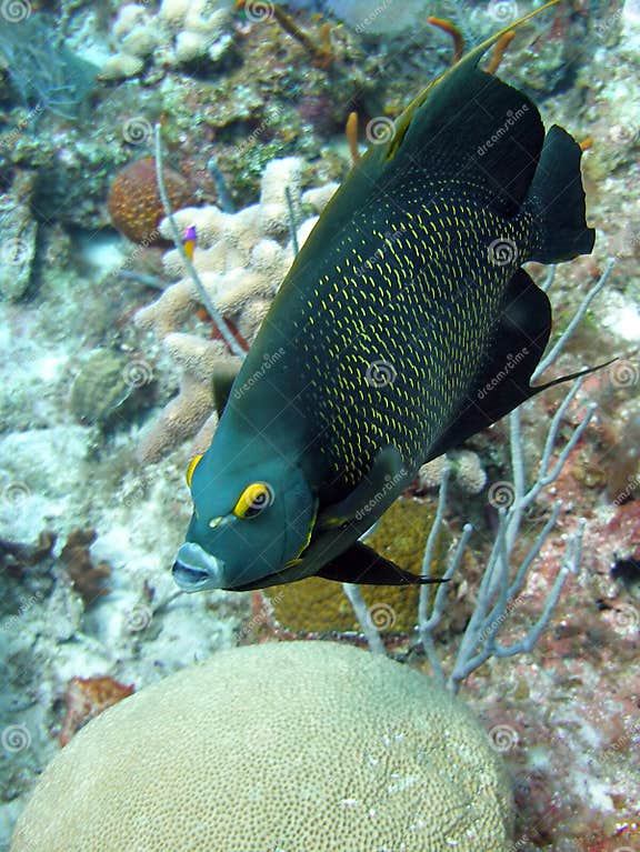 French Angel Fish stock image. Image of diver, reef, dive - 10895659
