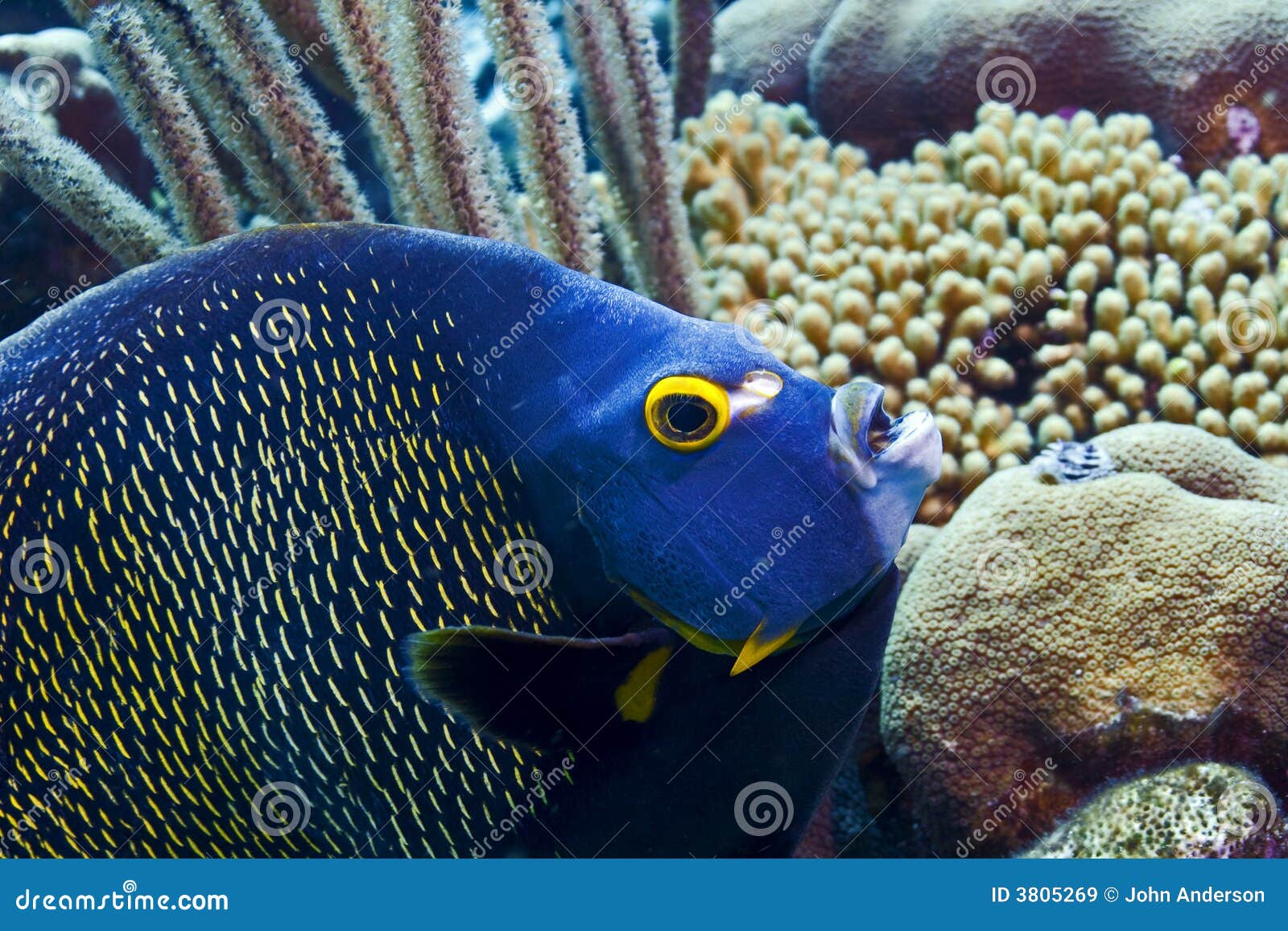 French angel fish stock image. Image of caribbean, water - 3805269