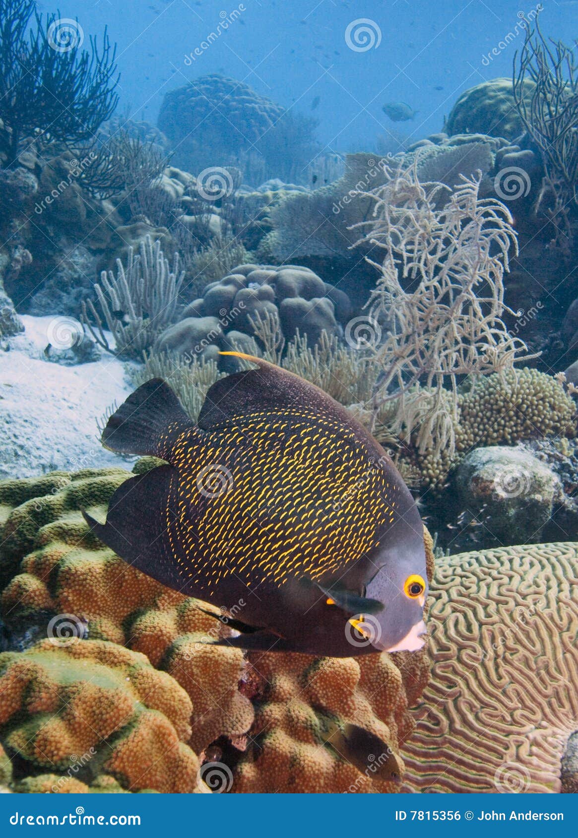 French angel fish stock photo. Image of ocean, marine - 7815356