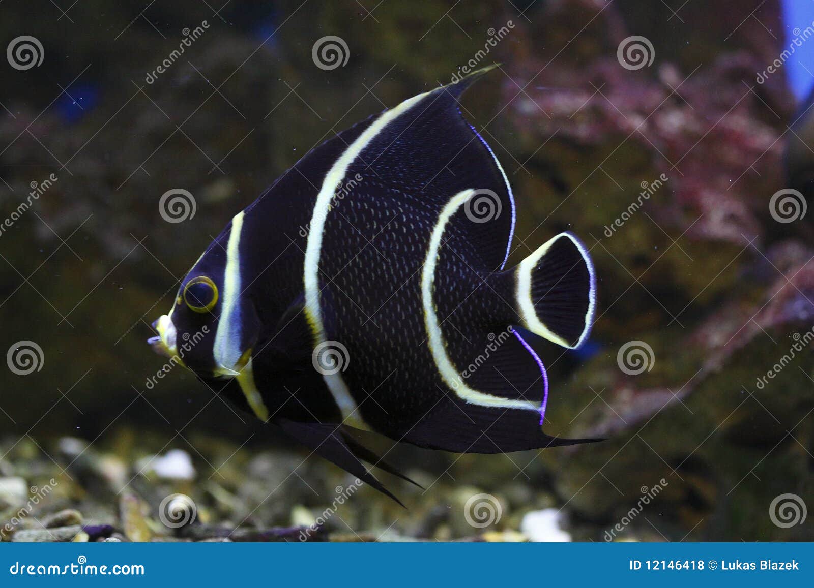 French angelfish stock photo. Image of fish, water, reef - 12146418