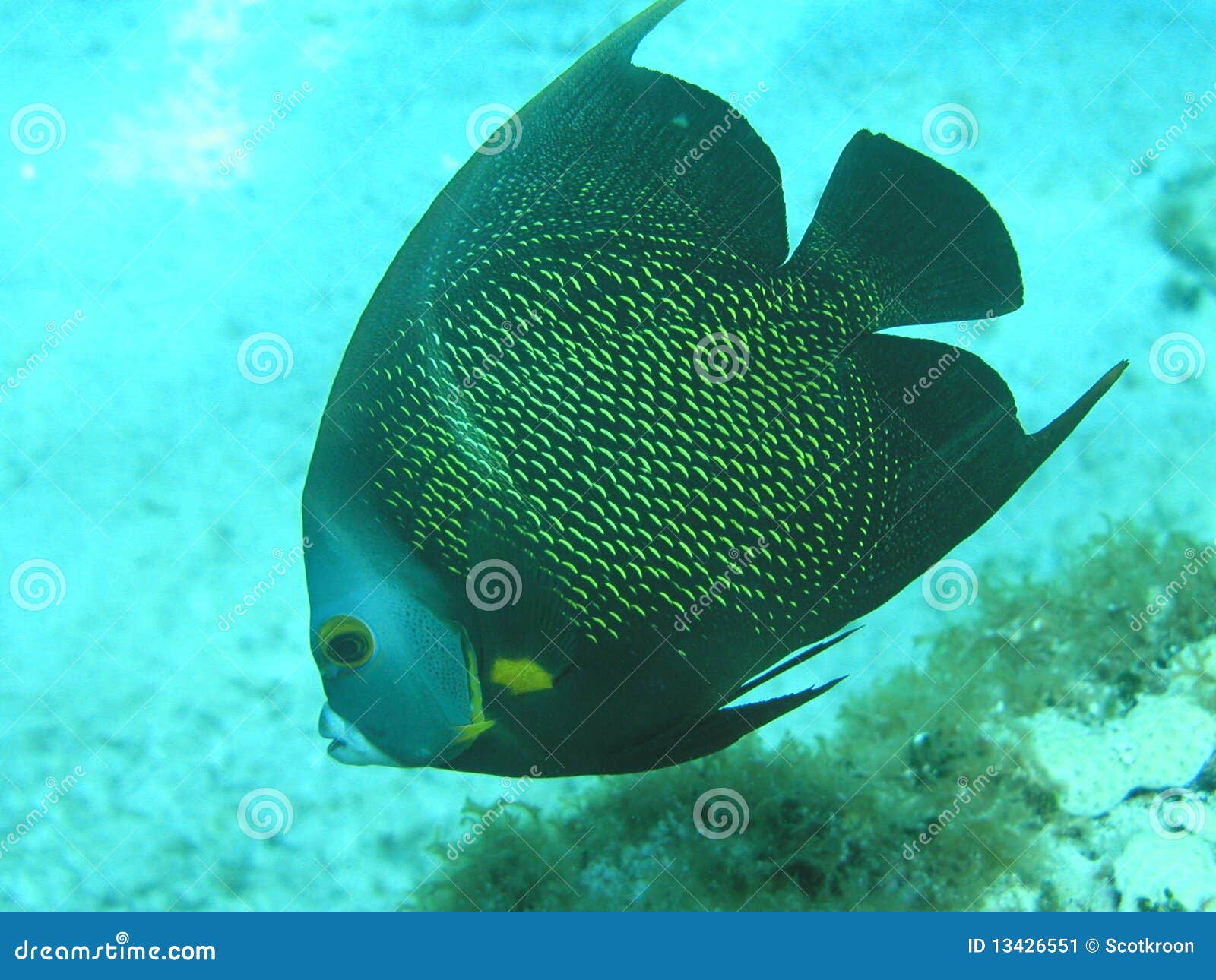 French Angelfish stock image. Image of angel, fish, french - 13426551