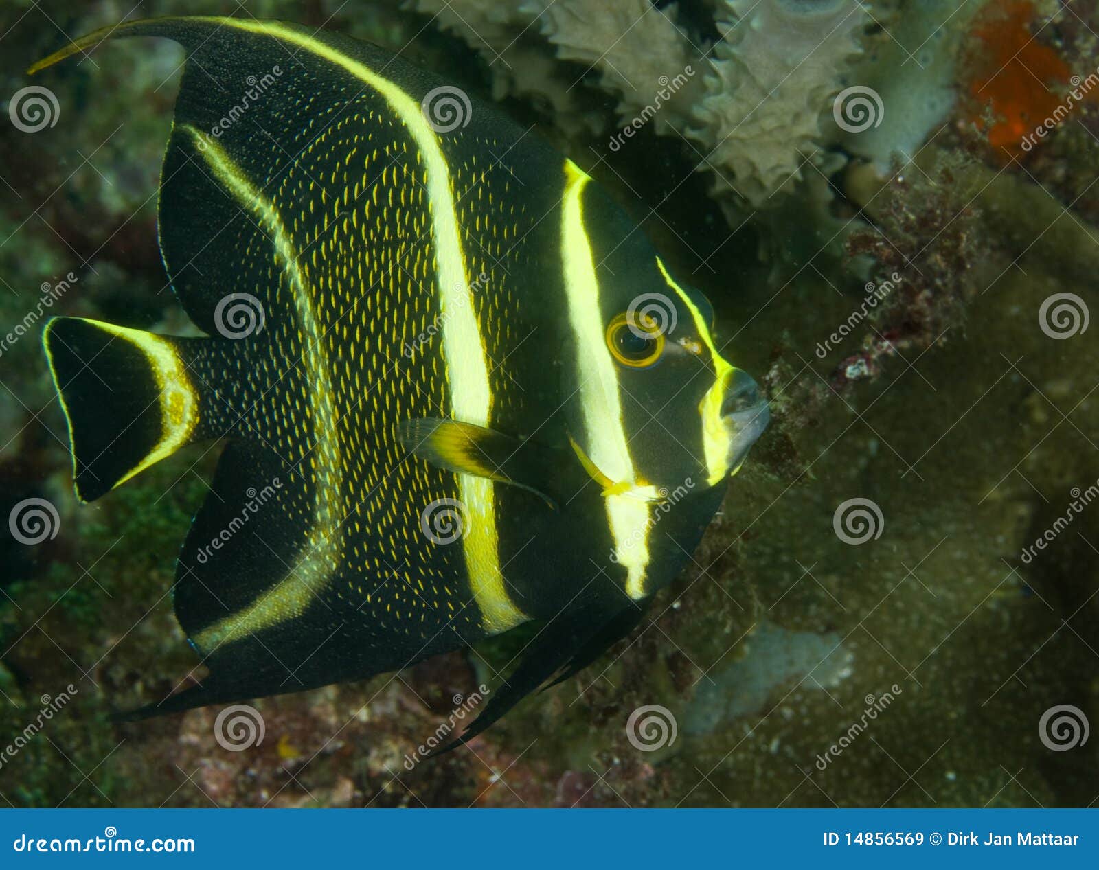 French Angelfish stock image. Image of portrait, fish - 14856569