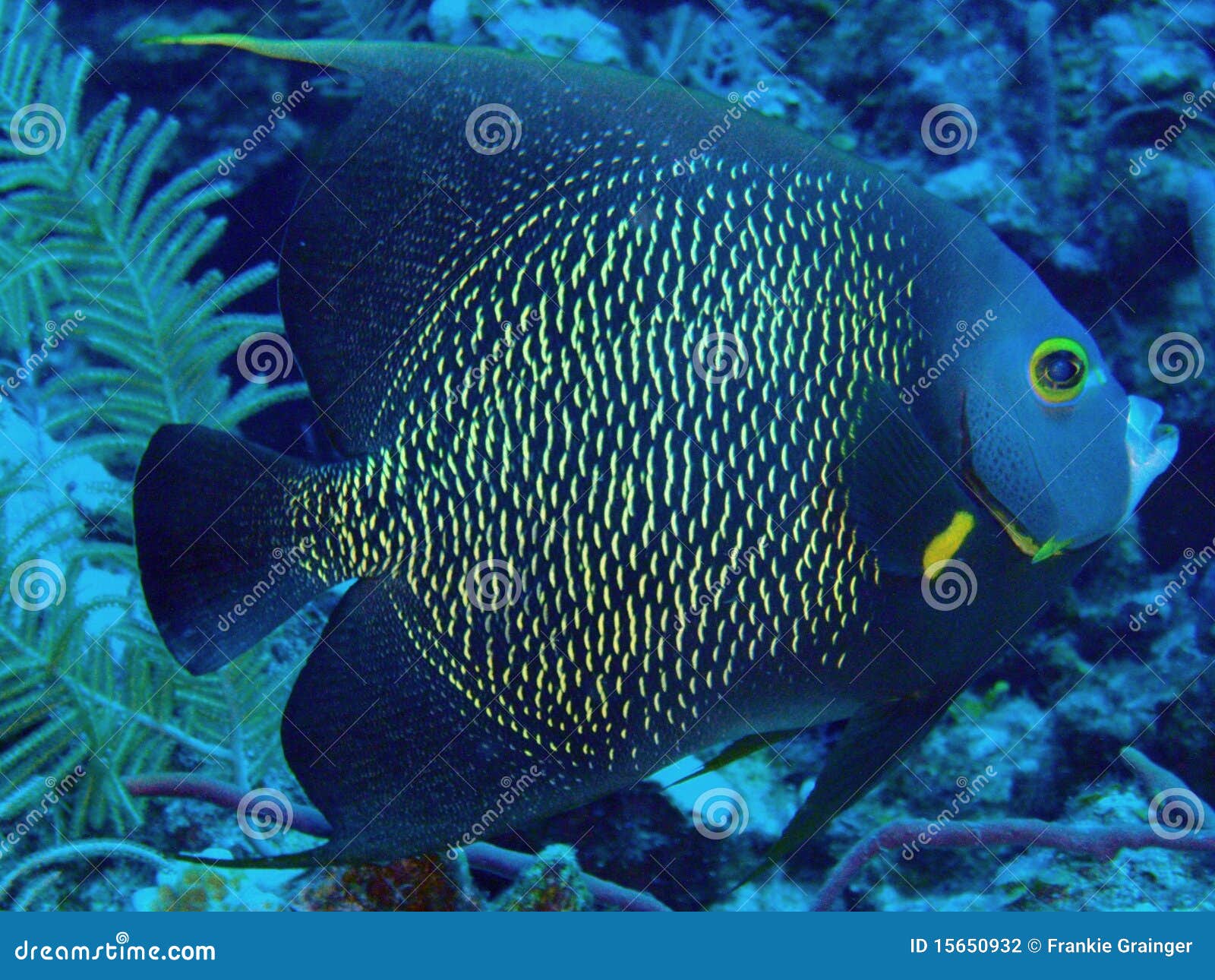 French Angelfish stock photo. Image of cayman, underwater - 15650932