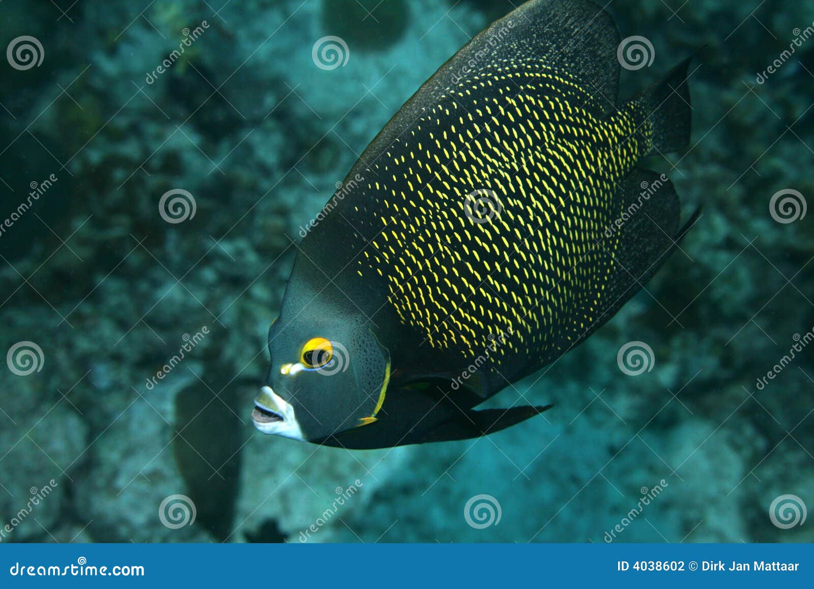 French Angelfish stock photo. Image of vacation, fish - 4038602
