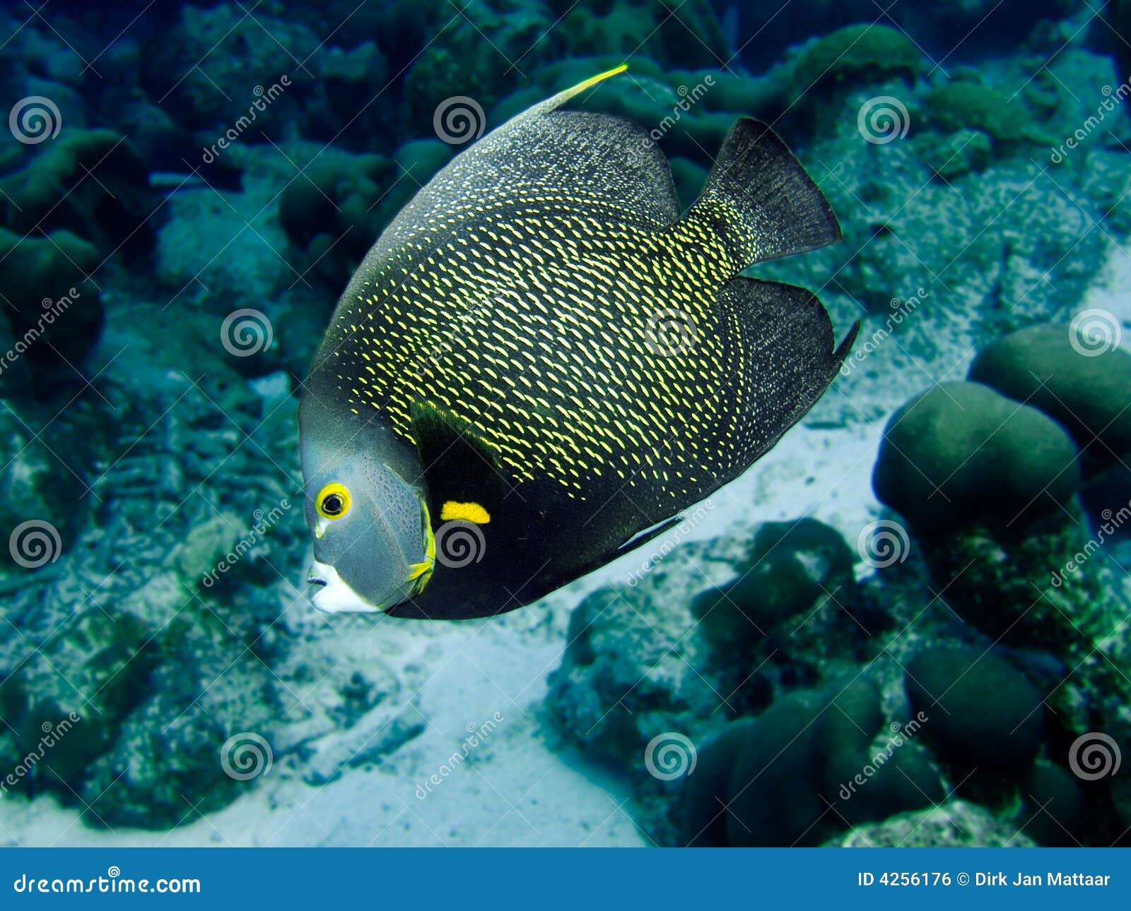 French Angelfish stock photo. Image of underwater, angelfish - 4256176